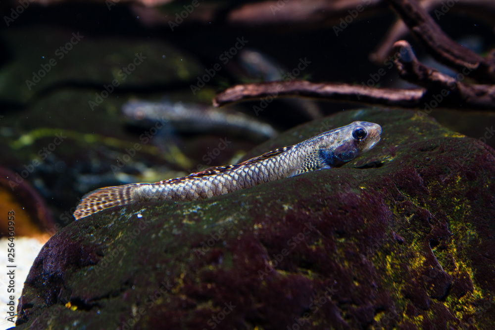Algae Goby