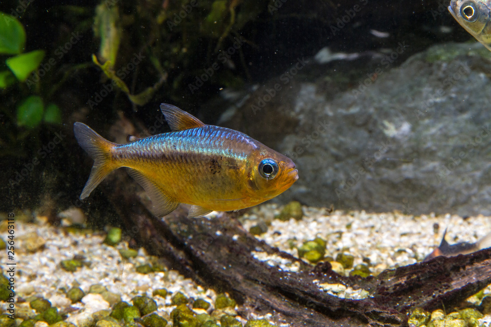 Kogal Blue eyed Tetra Fish (Moenkhausia sp. Kogal Yellow) Stock Photo ...