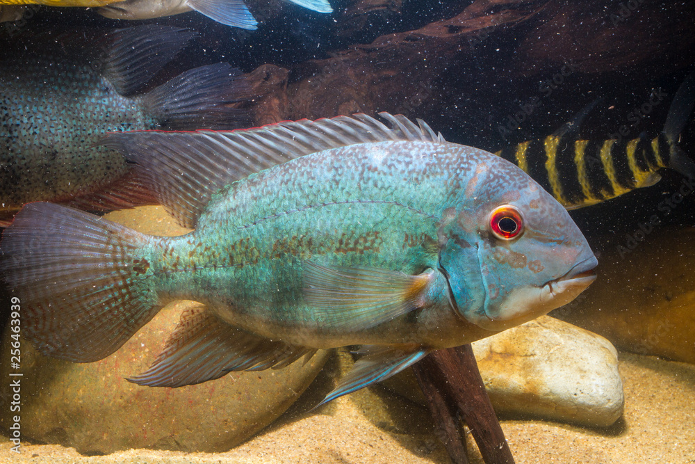 True Parrot Cichlid (Hoplarchus psittacus) Stock Photo | Adobe Stock