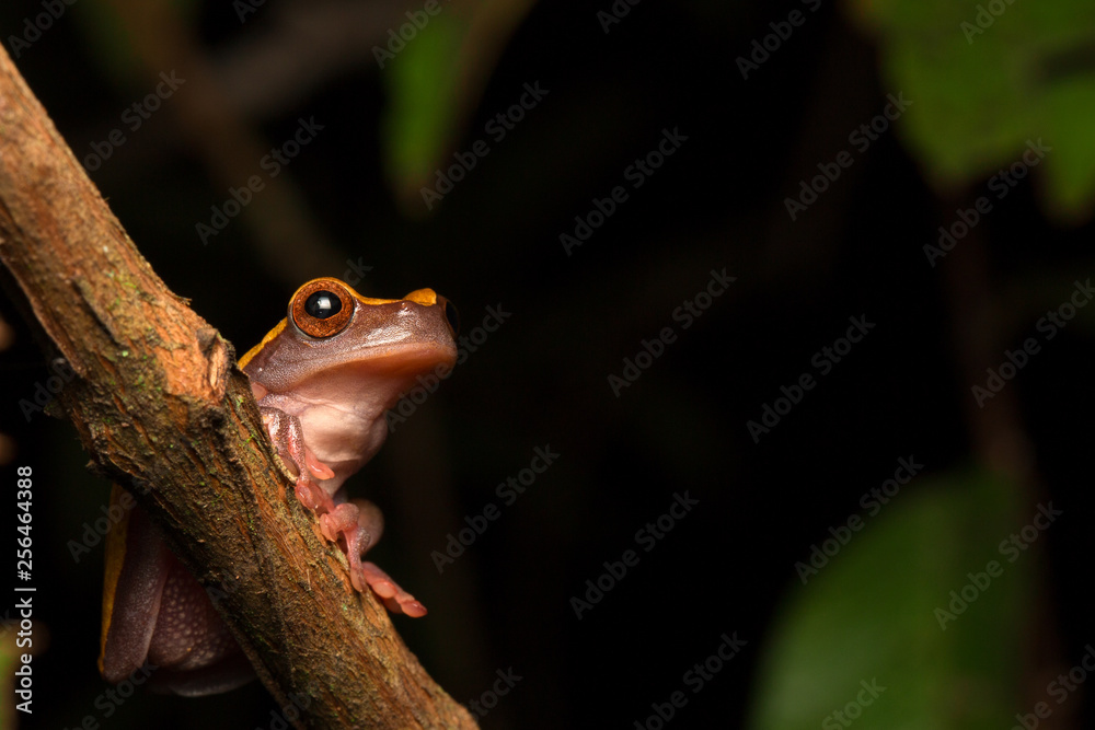 Tropical Amazon rain forest tree frog, Dendrosophus triangulum Stock ...