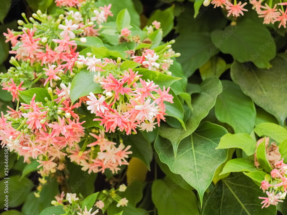 Beautiful Quisqualis indica cherry blossom on branches with green ...
