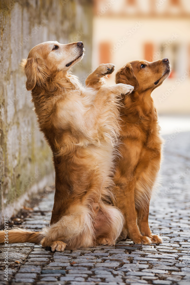 Golden Retriever Standing On Hind Legs