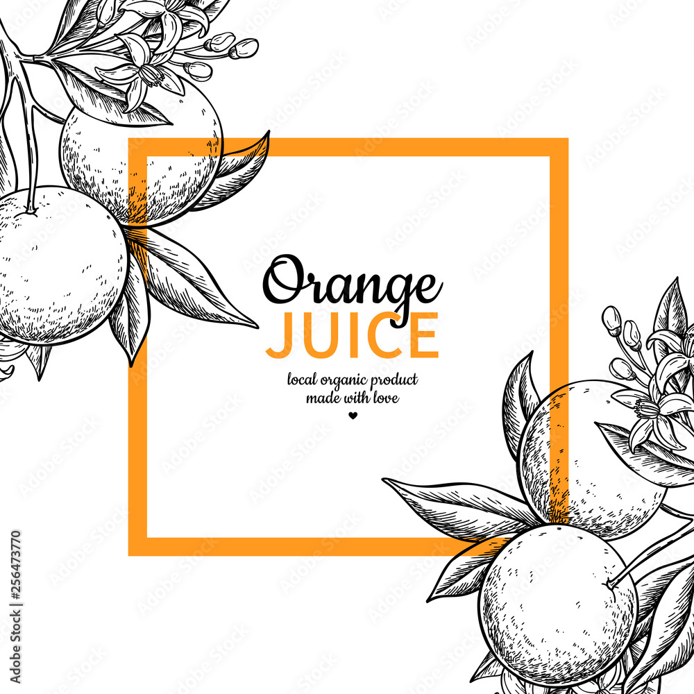 Orange label vector drawing. Citrus fruit engraved frame template. Hand ...