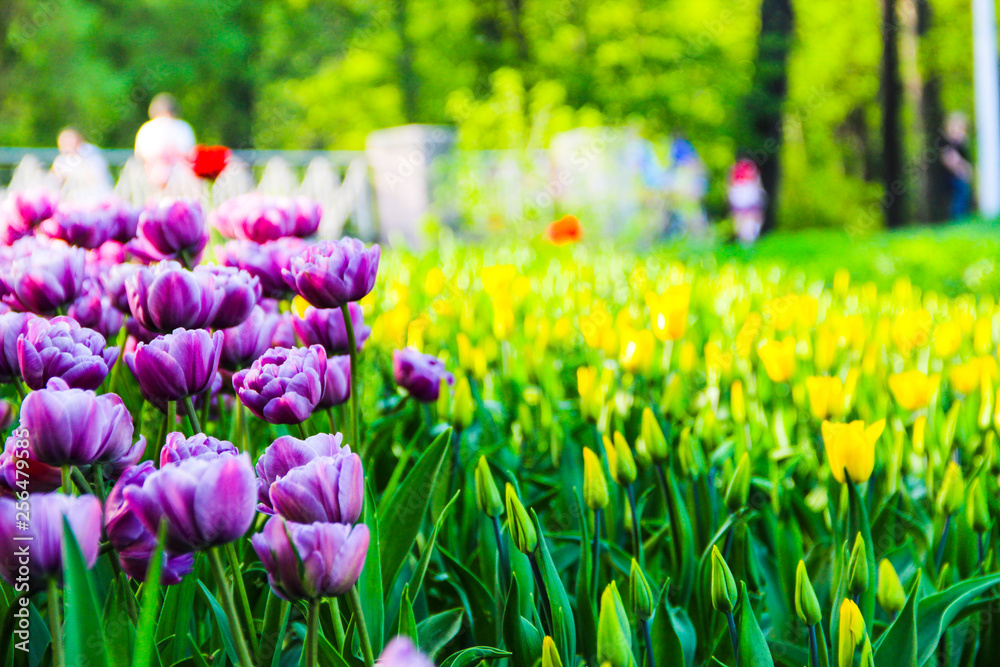 Spring Garden Landscape Photography