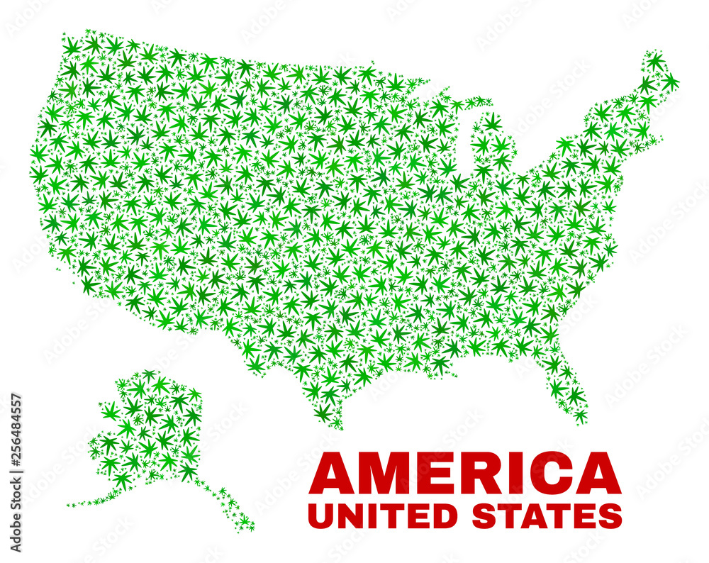 Vector marijuana USA with Alaska map collage. Concept with green weed ...