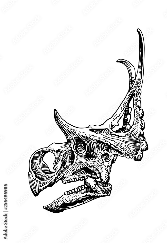 Graphical skull of styracosaurus isolated on white,vector sketch for ...