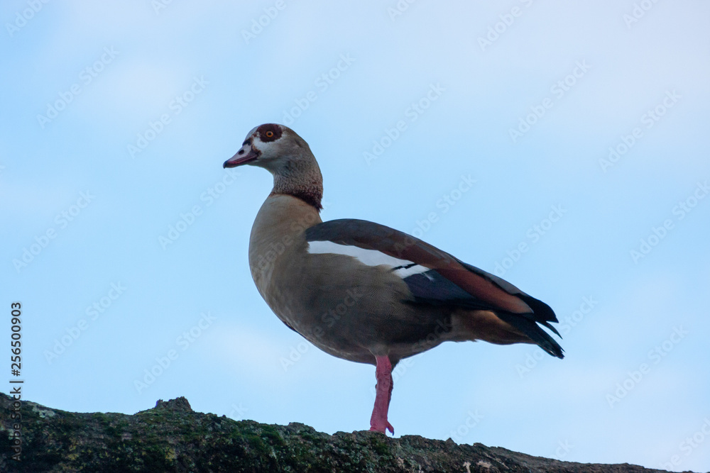 Prächtige Nilgans posiert auf einem Ast im Baum für ihre Brautschau ...