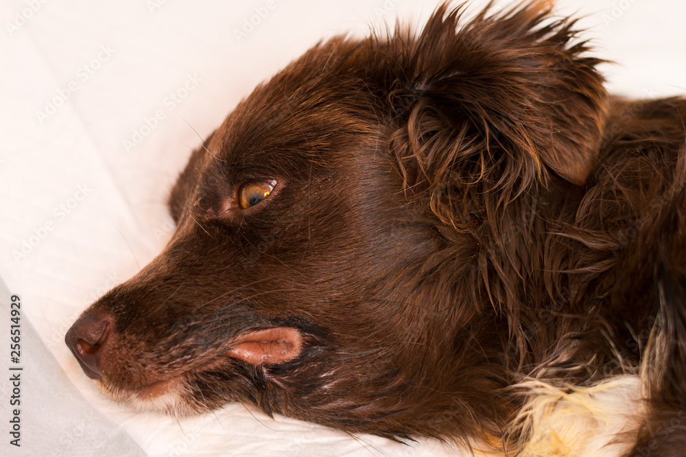 submandibular edema in a dog with severe renal failure Stock Photo ...