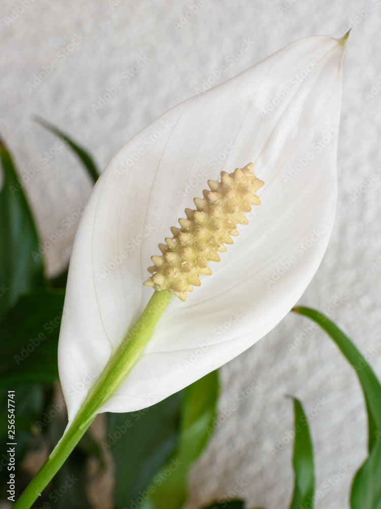 Planta cuna de Moisés con fondo blanco Stock Photo | Adobe Stock