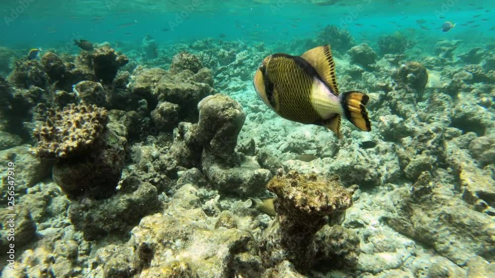 Titan triggerfish, giant triggerfish or moustache triggerfish ...