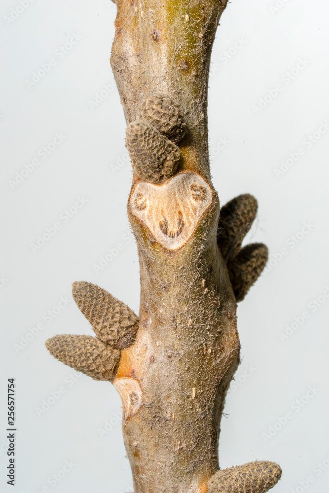 Leaf scar, interesting characteristics of Juglans regia plant, white ...