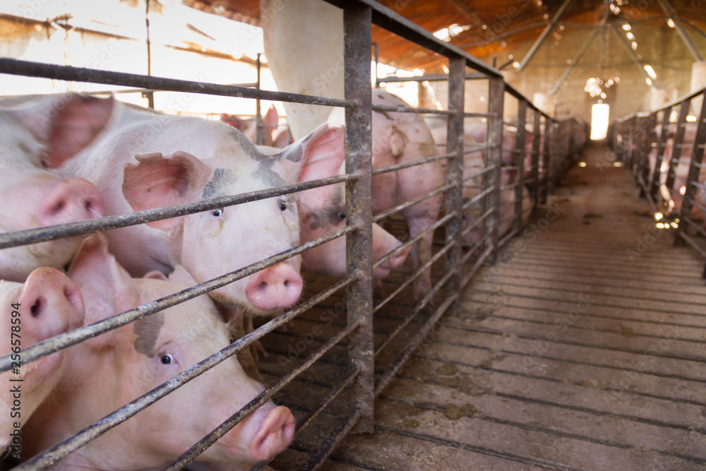 Foto de pig hatchery for pig meat consumption in the field do Stock ...