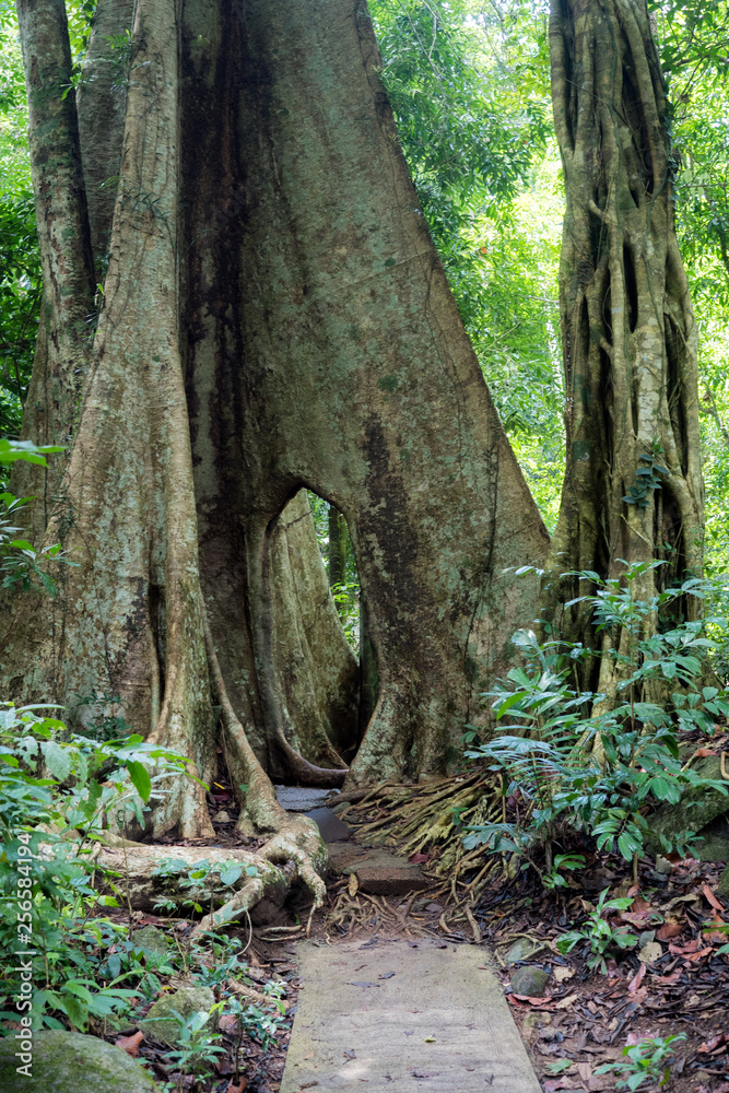 large hole in a big tree look like a door Stock Photo | Adobe Stock