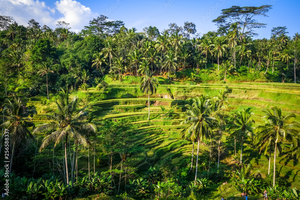 Paddy field rice terraces, ceking, Ubud, Bali, Indonesia Stock Photo ...