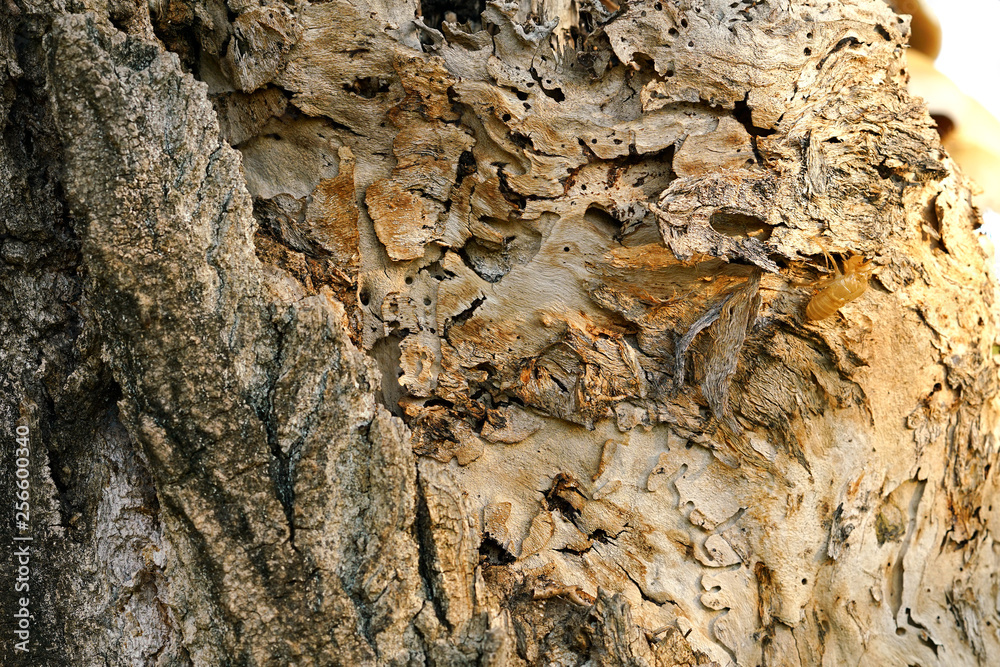 Structure of the trunk of old trees show details Stock Photo | Adobe Stock