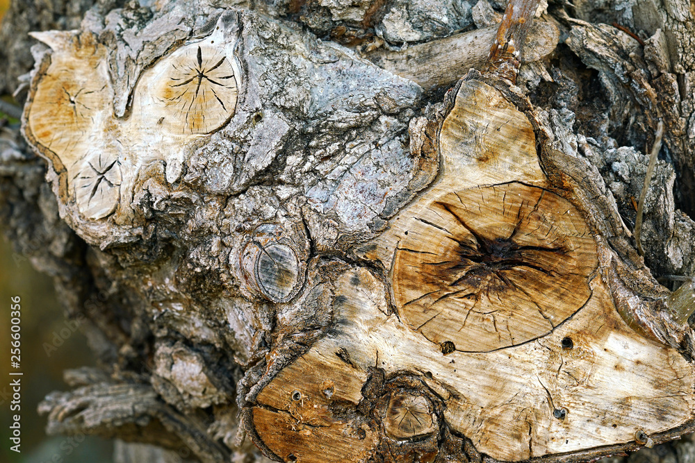 Structure of the trunk of old trees show details Stock Photo | Adobe Stock