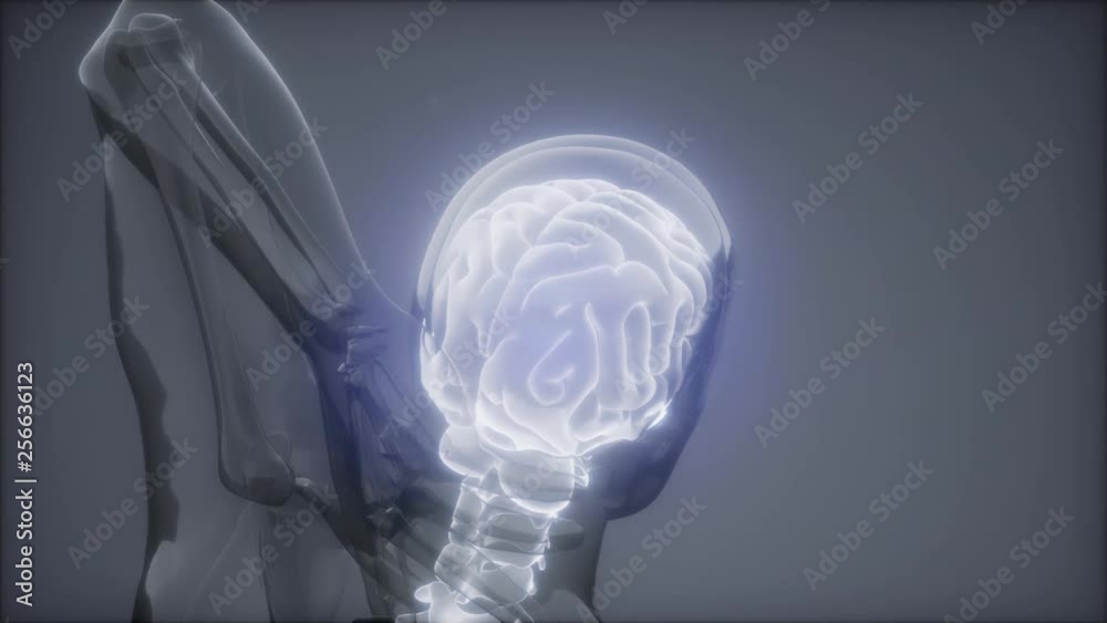 backache in backbone. science anatomy scan of human spine bones glowing ...