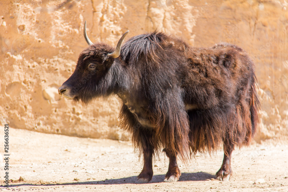 Asian yak, bos grunniens, standing in a farm Stock Photo | Adobe Stock