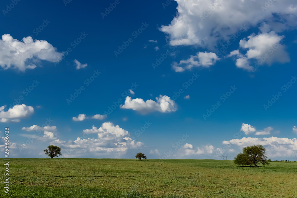 Typical tree of the pampean plain, Calden, Prosopis caldenia, La Pampa ...