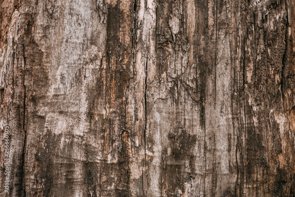 Dark Brown Tree Bark
