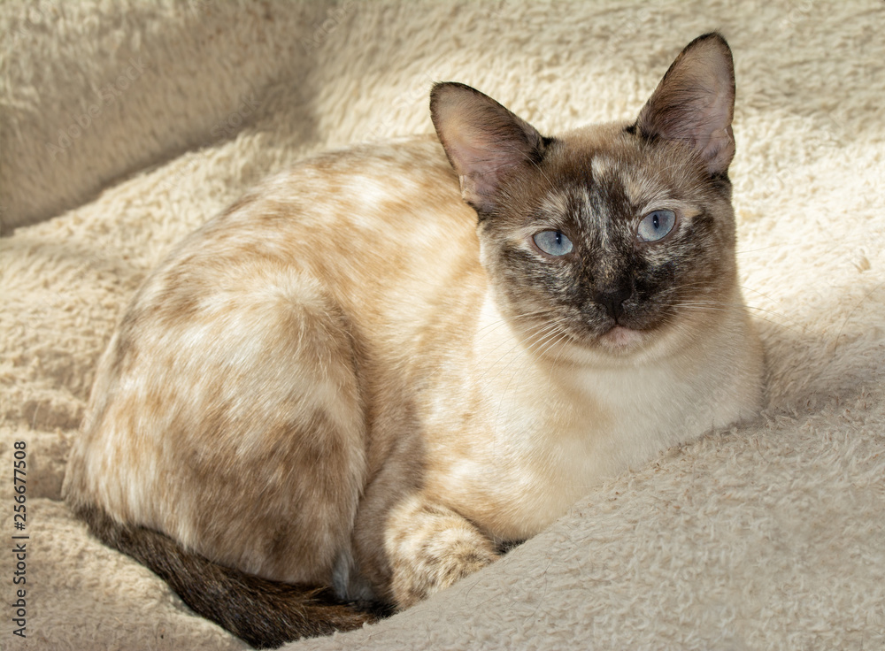 Beautiful tortie point Siamese cat enjoying a warm bed in sunlight ...