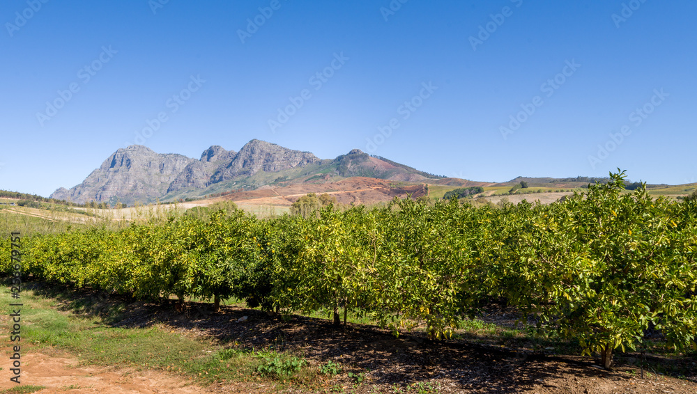 Babylonstoren vineyard, oldest Cape Dutch farms, South Africa Stock ...