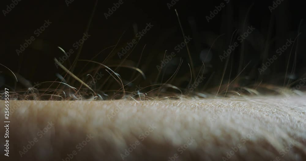 Slow motion macro of hair raising goose bumps on man arm skin caused by ...