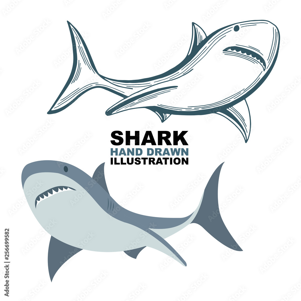 Shark. Shark hand drawn vector illustrations set. Shark sketch drawing ...