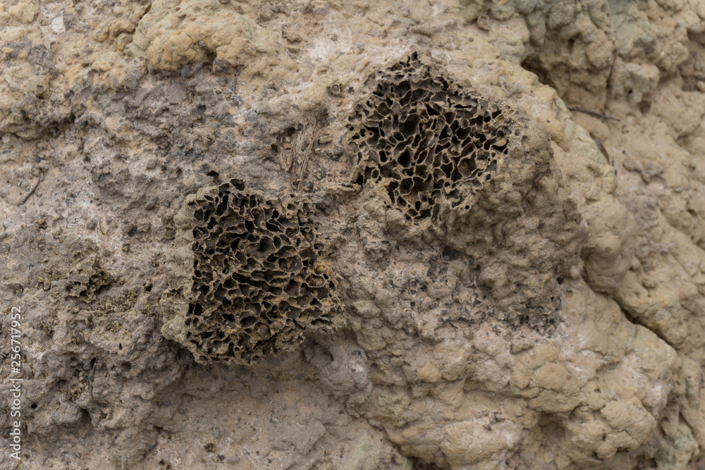 Internal structure of a termite mound with chambers and tunnels Stock ...