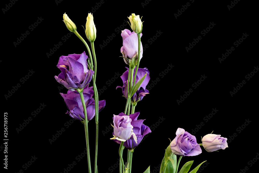 Fine art still life color macro of a bunch of violet blue lisianthus ...