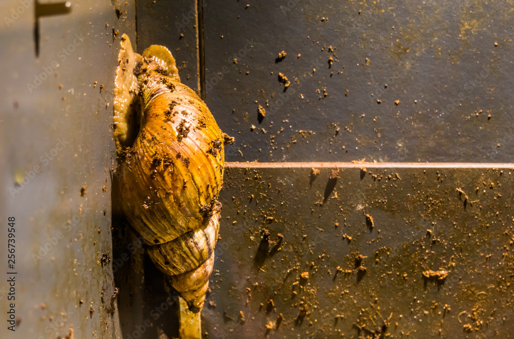 Giant African snail, a very popular tropical slug as food and pet ...