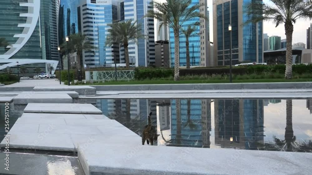 cat drinking the pool of Doha West Bay reflecting in the water of park ...