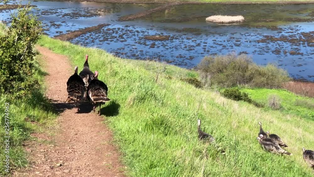 Vidéo Stock 4K HD video wild turkeys walking on a hillside viewed from ...