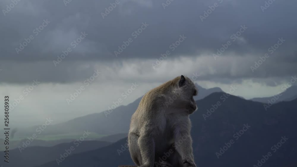 4K portrait of cute monkey sitting and relaxing,while dark clouds ...