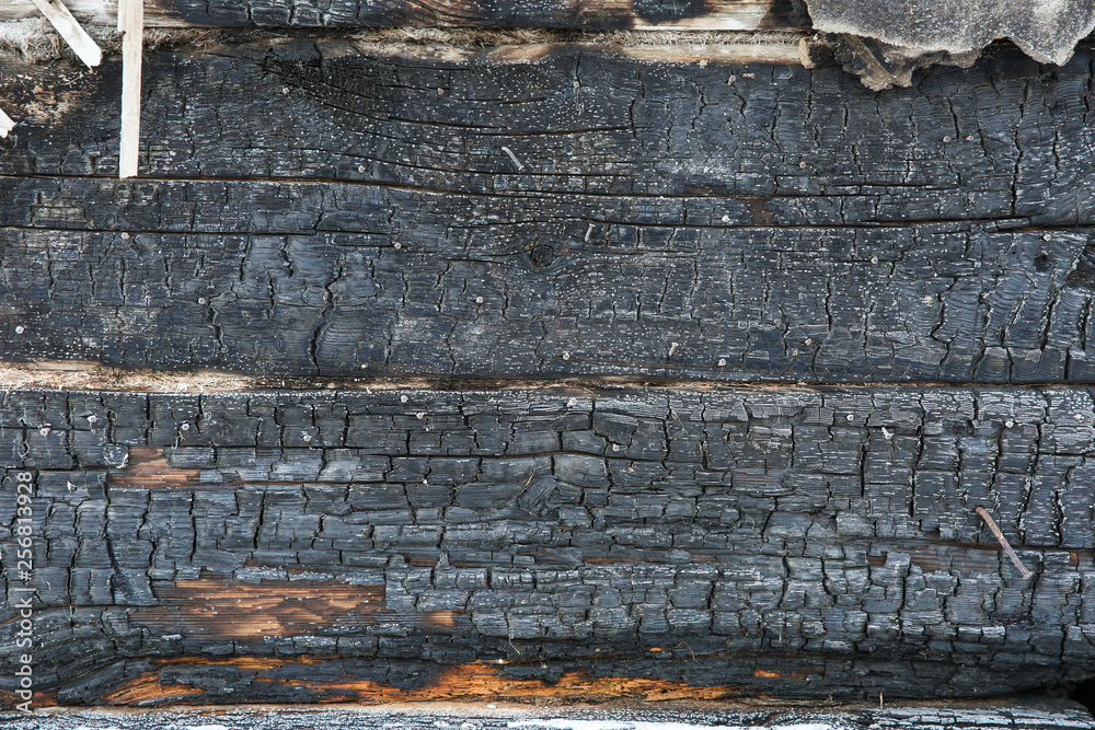 burnt wood texture. texture of charred timber in frost. background of ...