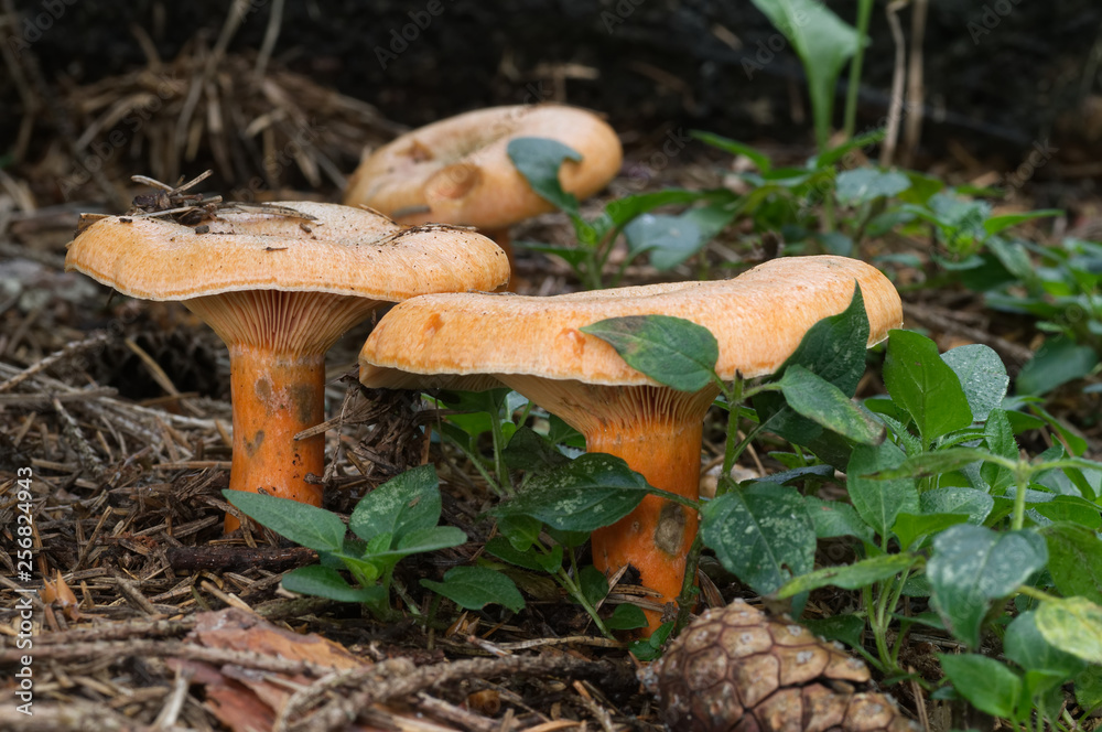 Orange mushroom Lactarius deterrimus in a coniferous forest. Also known ...