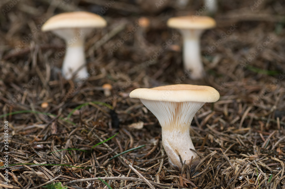 Young Paralepista flaccida in a spruce forest. Also known as Tawny ...