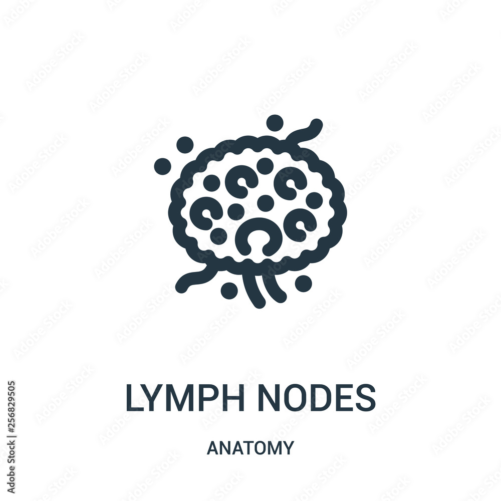 lymph nodes icon vector from anatomy collection. Thin line lymph nodes ...