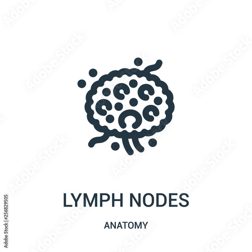 lymph nodes icon vector from anatomy collection. Thin line lymph nodes ... lymph nodes icon vector from anatomy collection. Thin line lymph nodes ...