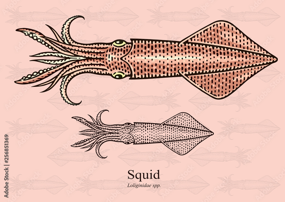 Squid. Vector illustration with refined details and optimized stroke ...