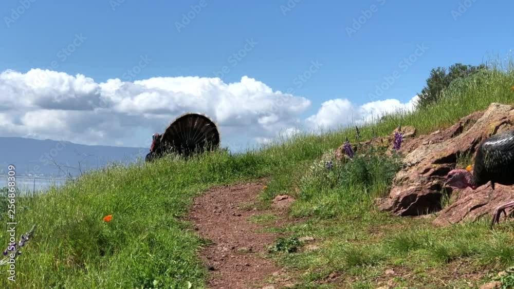 4K HD video wild turkeys walking on a hillside viewed from below, sky ...