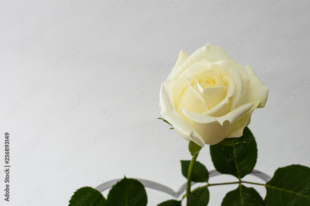 Rosa Blanca Fondo Blanco