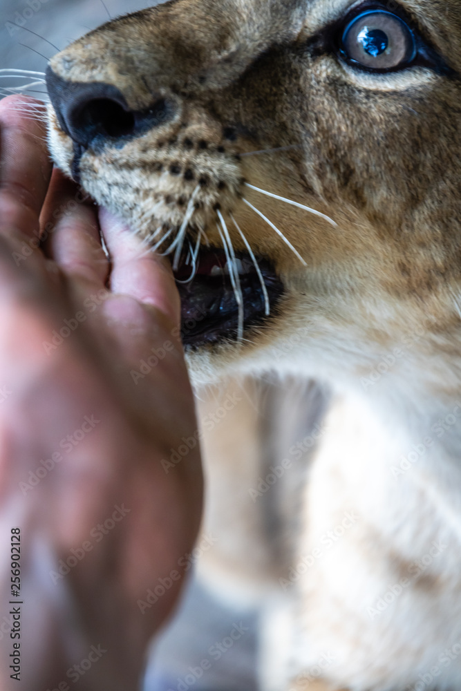 Poster baby lion bitting hand in Guatemalan zoo – Wall Art | UkPosters