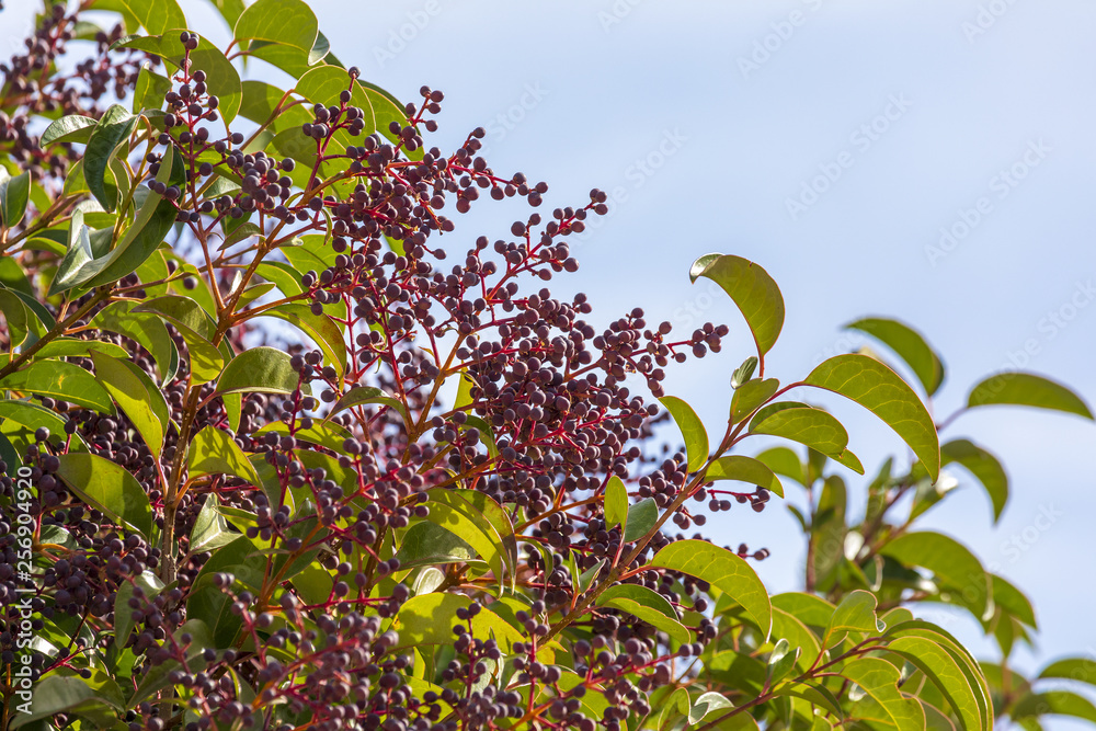 Ligustrum lucidum (Arboreal Aligustre of Japan). Close-up of the tree ...