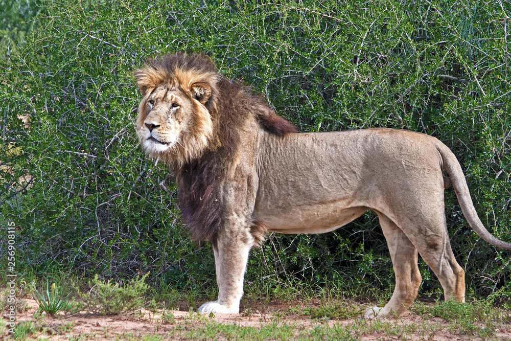 Lion Standing Up