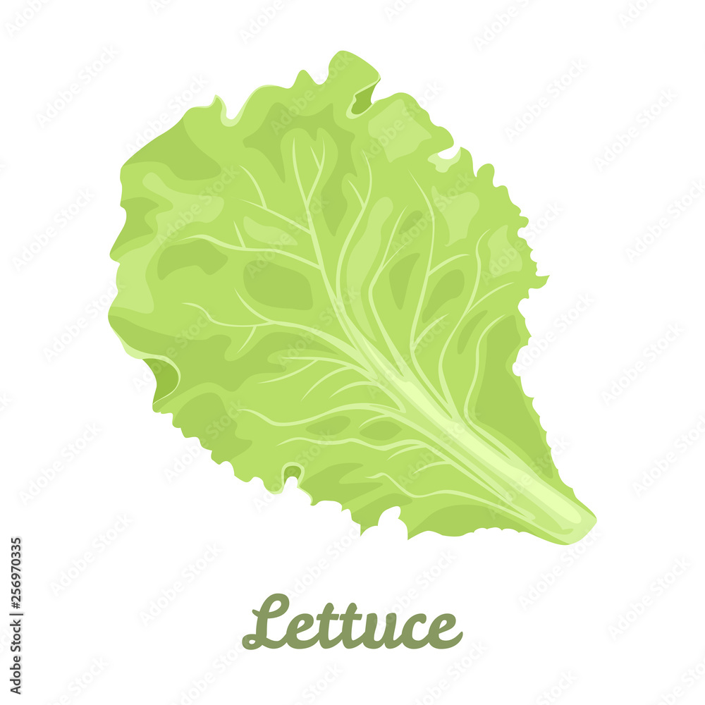 Lettuce Leaf Illustration