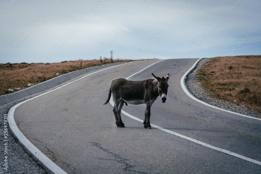 Stupid Donkey