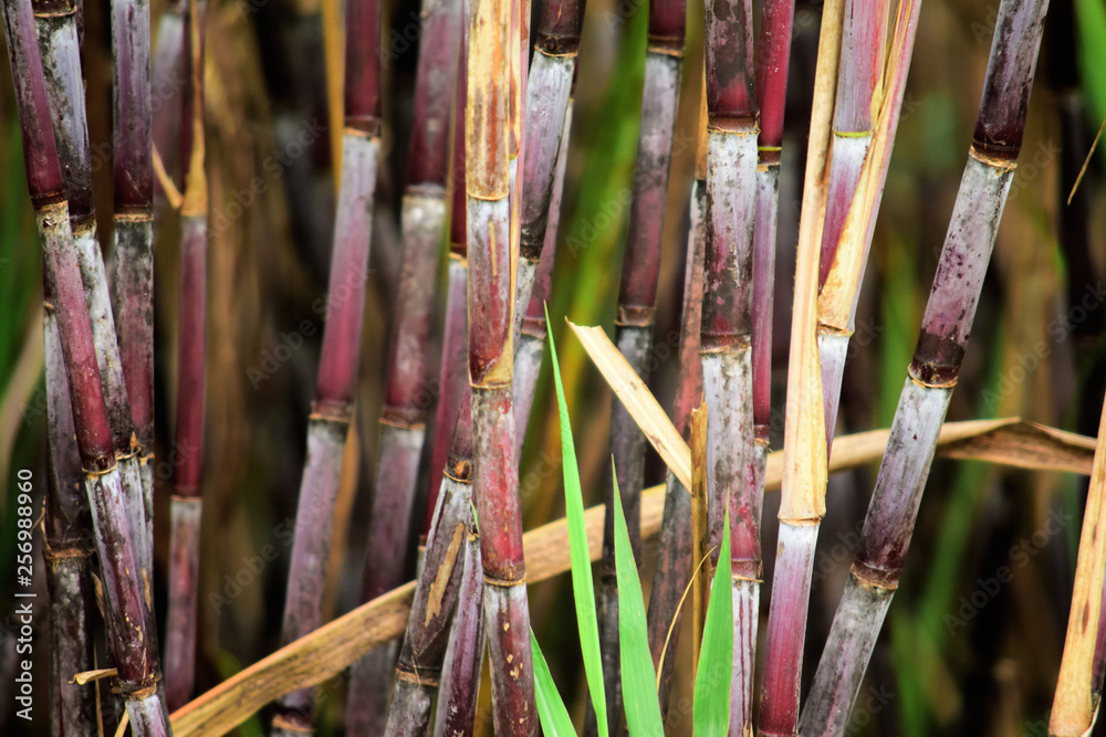 Foto de sugar cane - ready for harvest, sugar cane fields or sugar cane ...