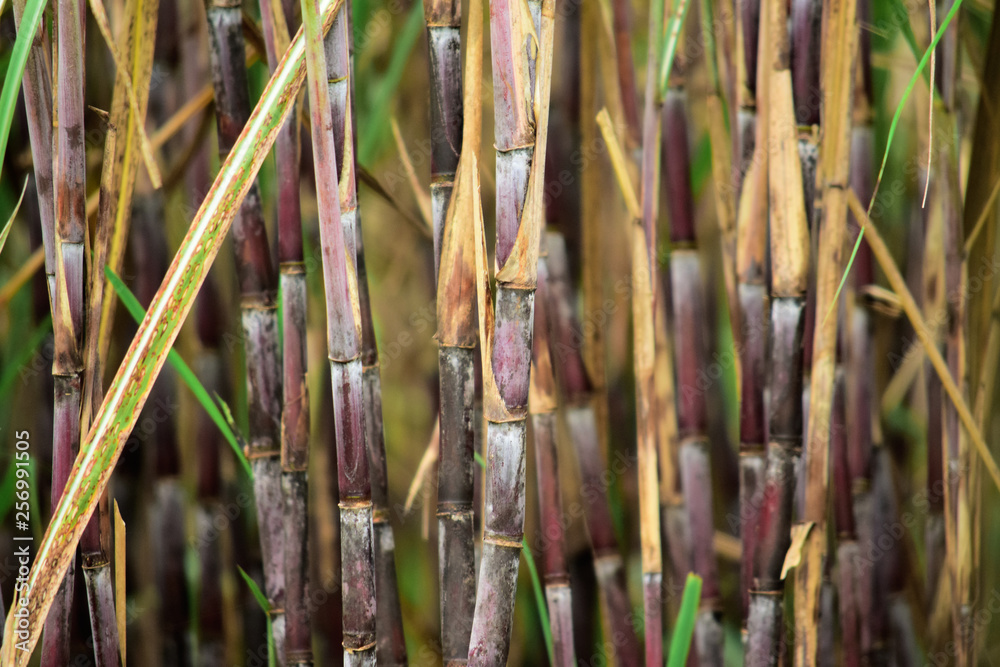 sugar cane - ready for harvest, sugar cane fields or sugar cane ...