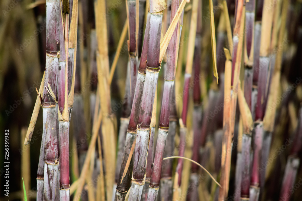 sugar cane - ready for harvest, sugar cane fields or sugar cane ...